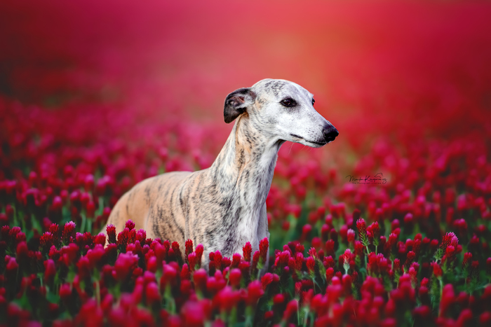 WHIPPET, VIPET CHOVATELSKÁ STANICE WHIPPETŮ , WHIPPET ŠTĚŇÁTKA, WHIPPET ...